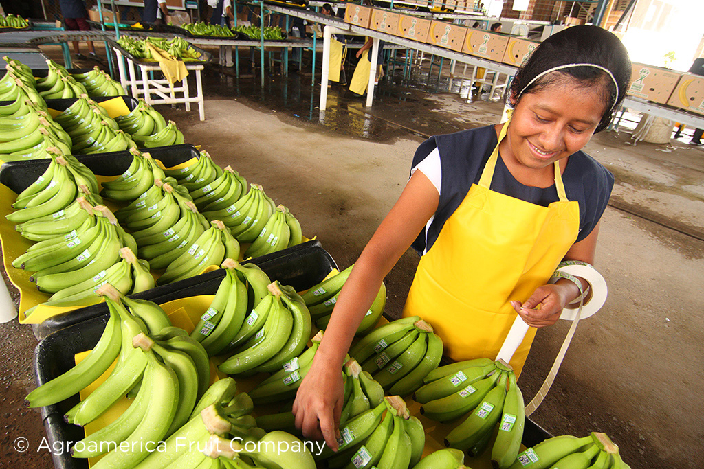 Bananas/Climacterics – Circular Supply Chains Inc.